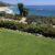 Aloha Seashore Paspalum Grass – San Diego Sod Farm